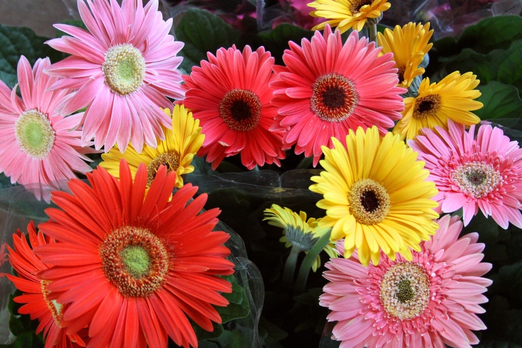 Saiba quais são as flores sazonais de fevereiro