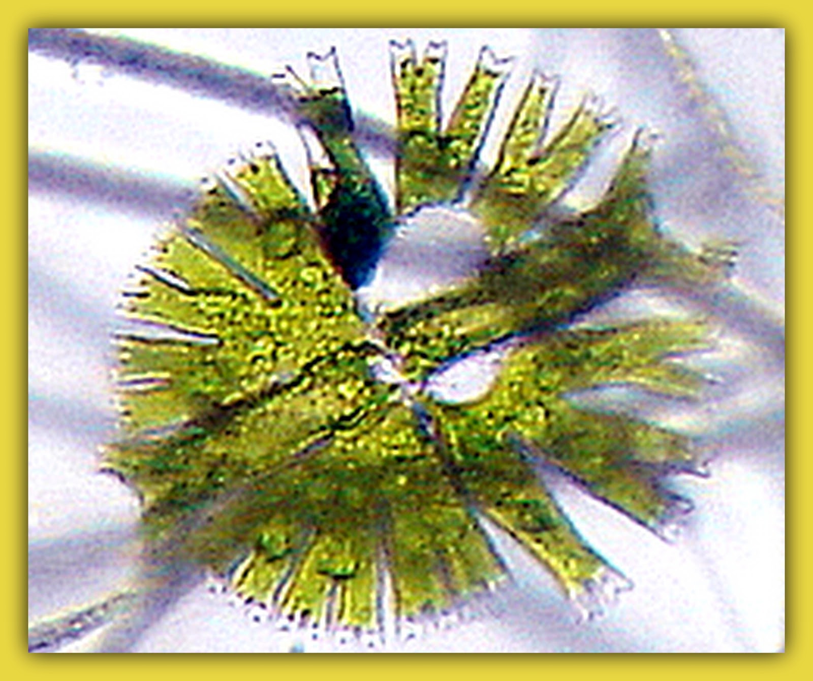 Cultivo de Microalgas em Fotobiorreatores: Micrasterias...