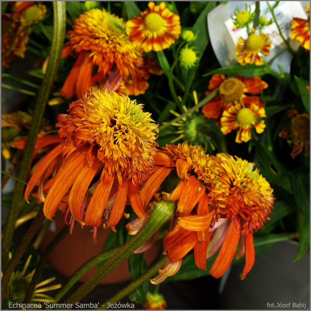 Plant Gallery - Encyklopedia Roślin: Echinacea 'Summer Samba' - Jeżówka ...