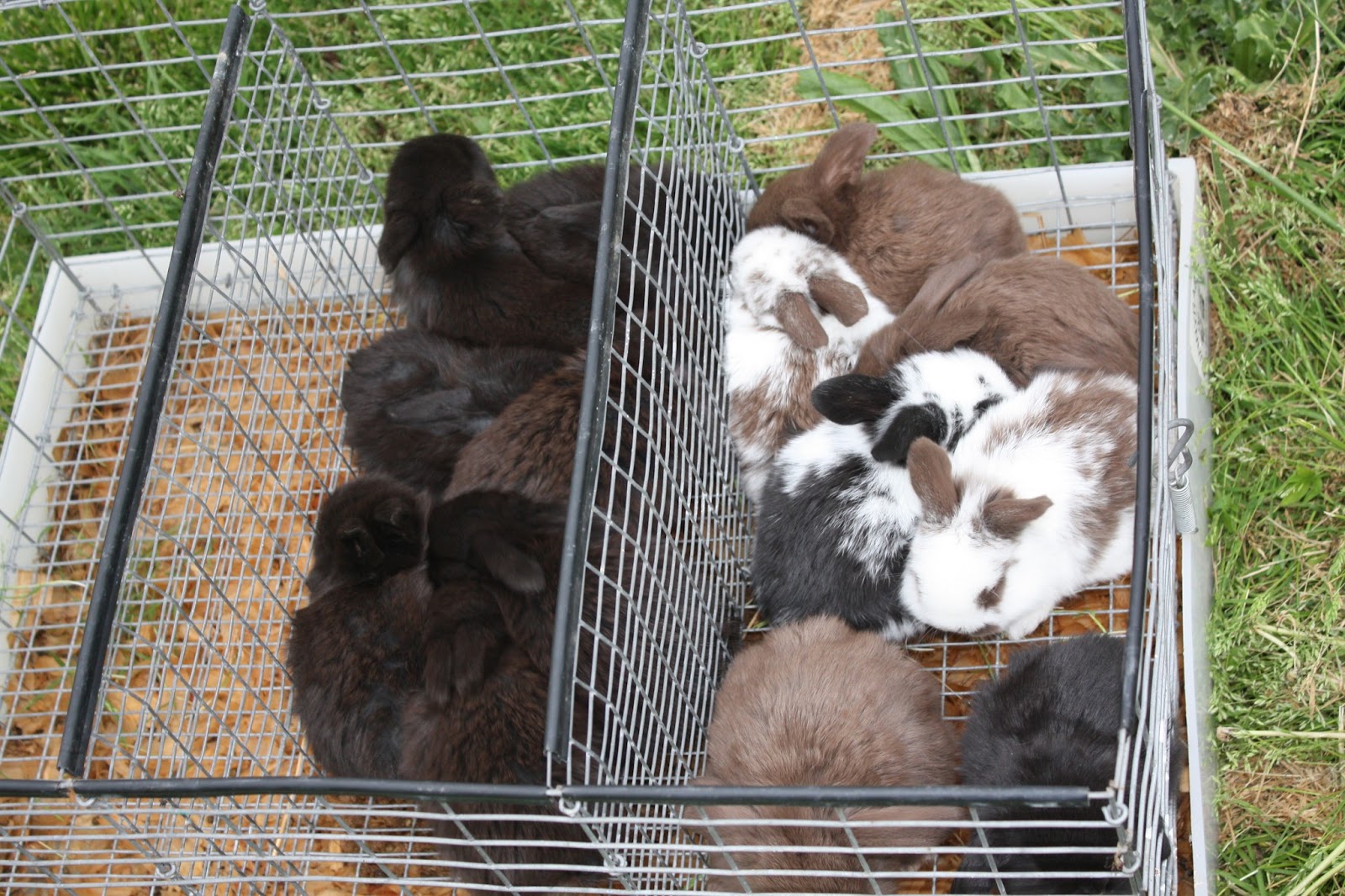 Silver Gate Rabbitry Bunny Blog