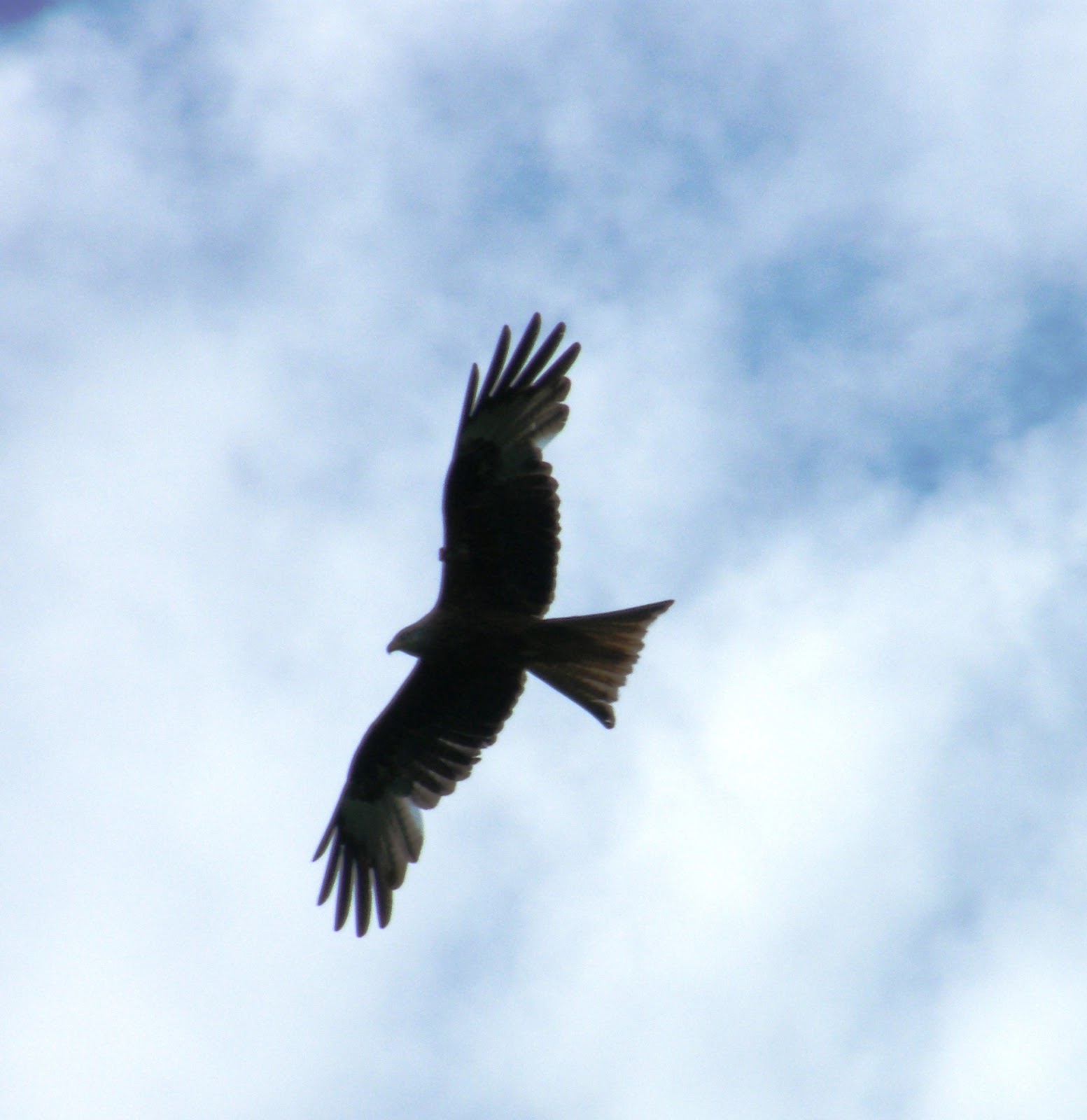 Moysie's Birding Blog: Lakenheath Fen