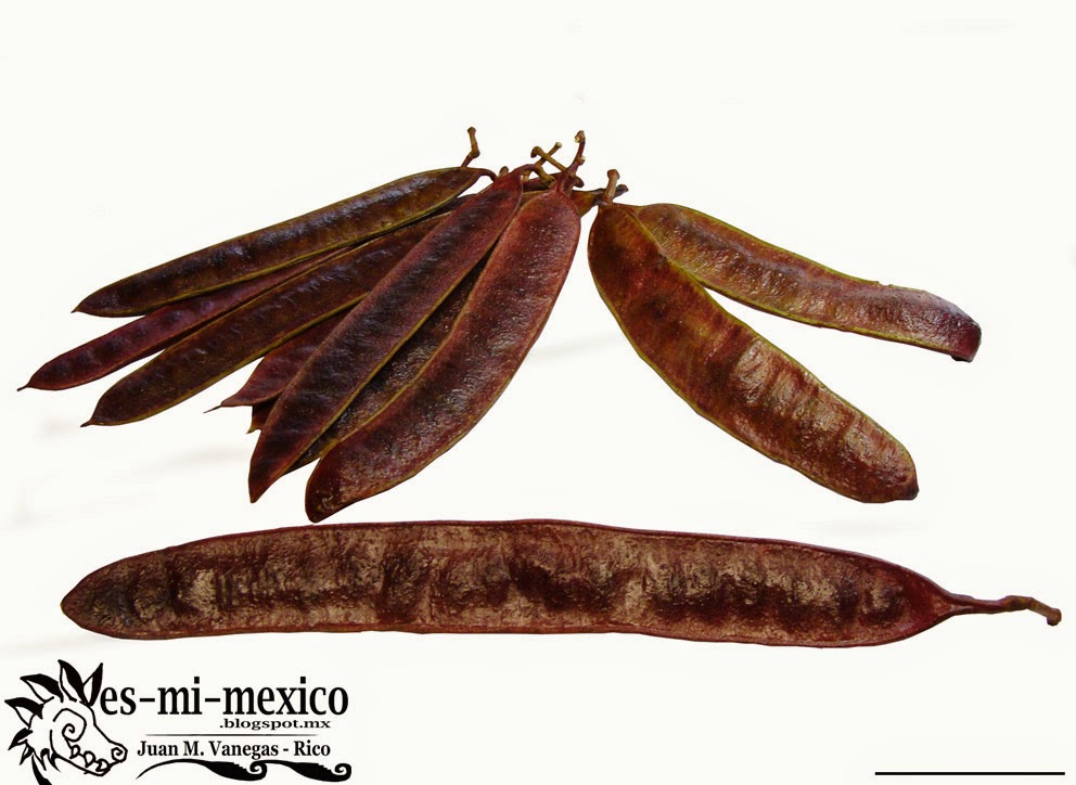 Folklore de México: Los "guajes" Leucaena spp