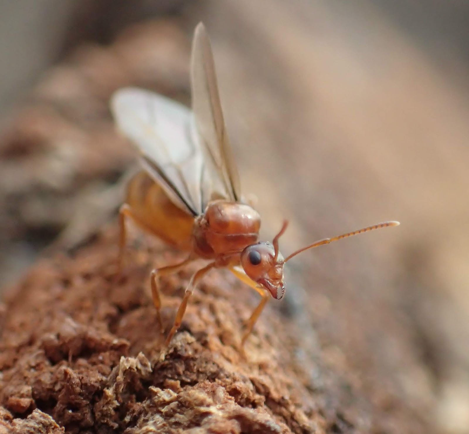 Biodiverse Gardens: This Week in Anting 04/01/2019 Winter Ants Flying