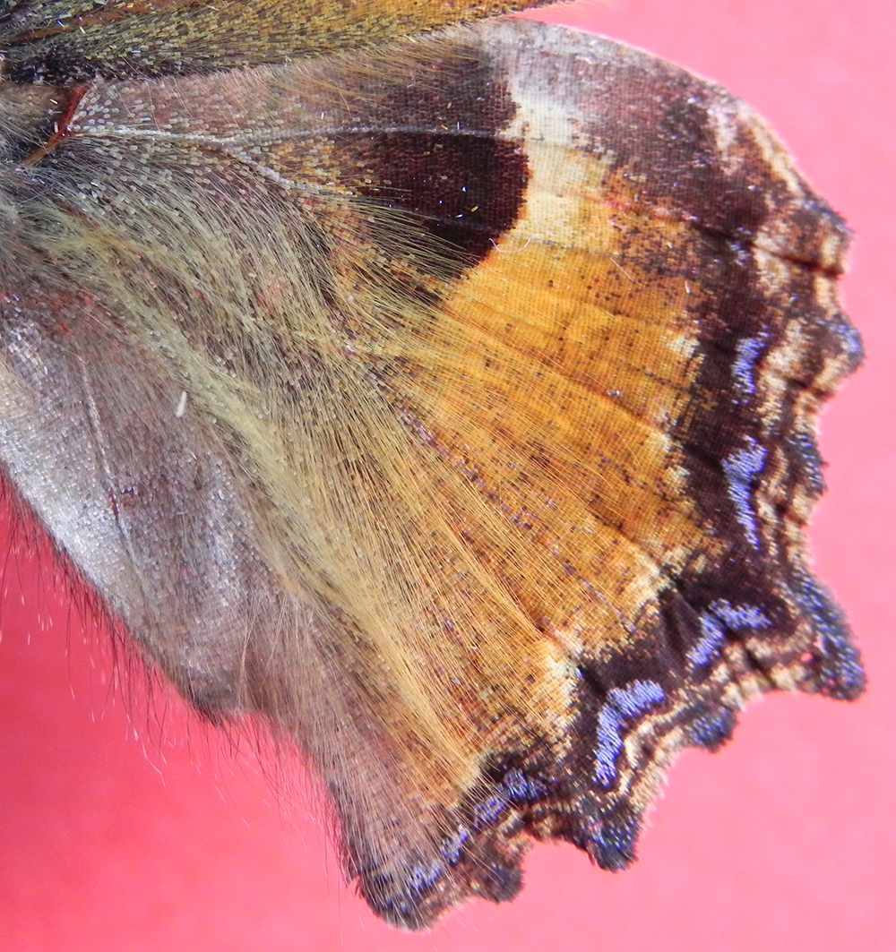 MARIPOSAS (BUTTERFLIES): Subfamilia NYMPHALINAE anverso alas ...