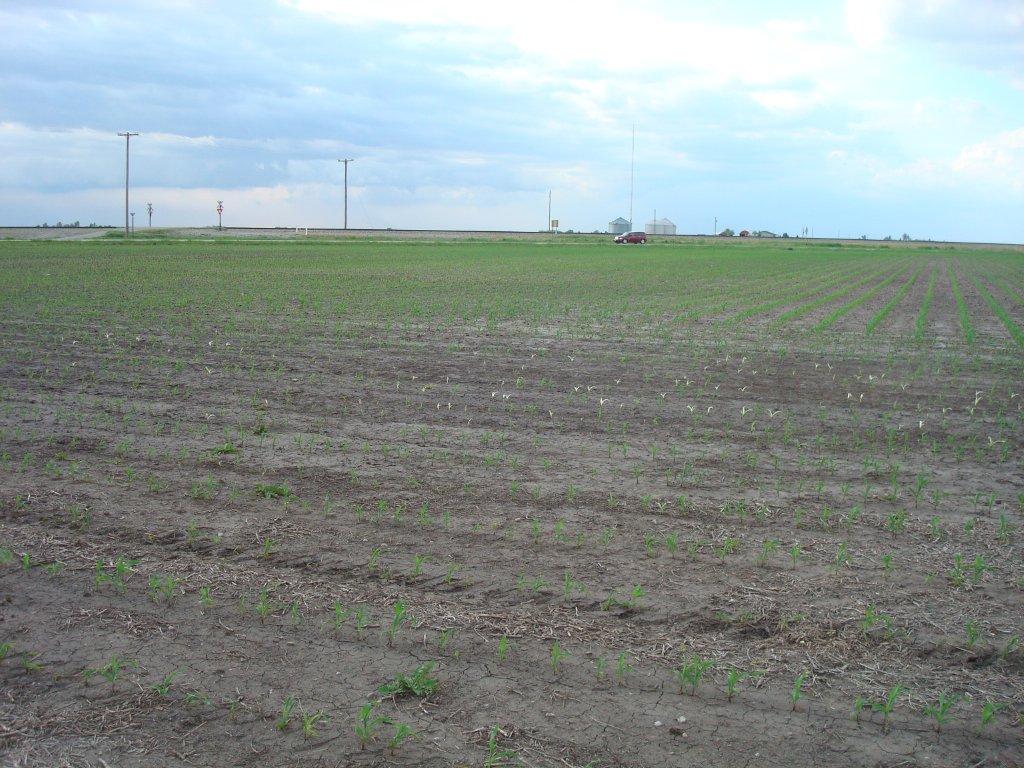 University of Illinois Plant Clinic: Everyone is Talking about Corn ...