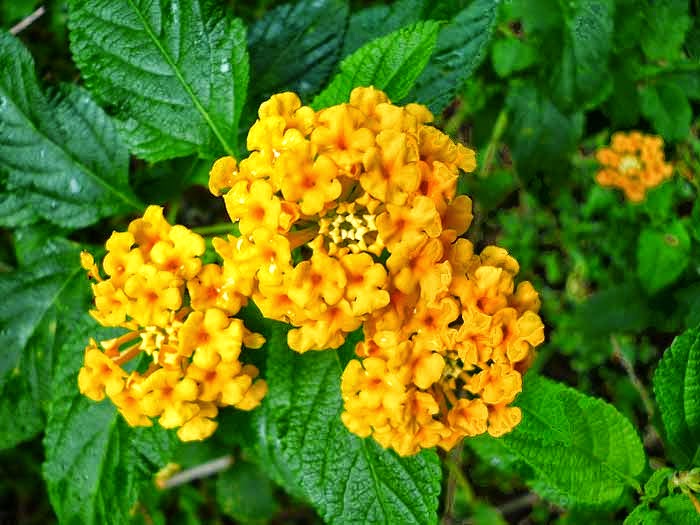 Lantana Gold-Verbenas-Kaha Baloliya | SL Flora