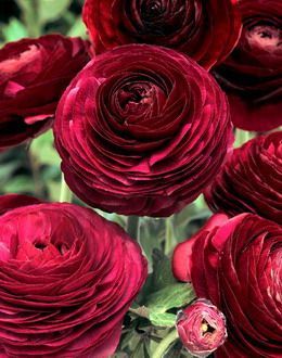 Garden list 9-Ranunculus..... ~ Amore, Linguine and Me