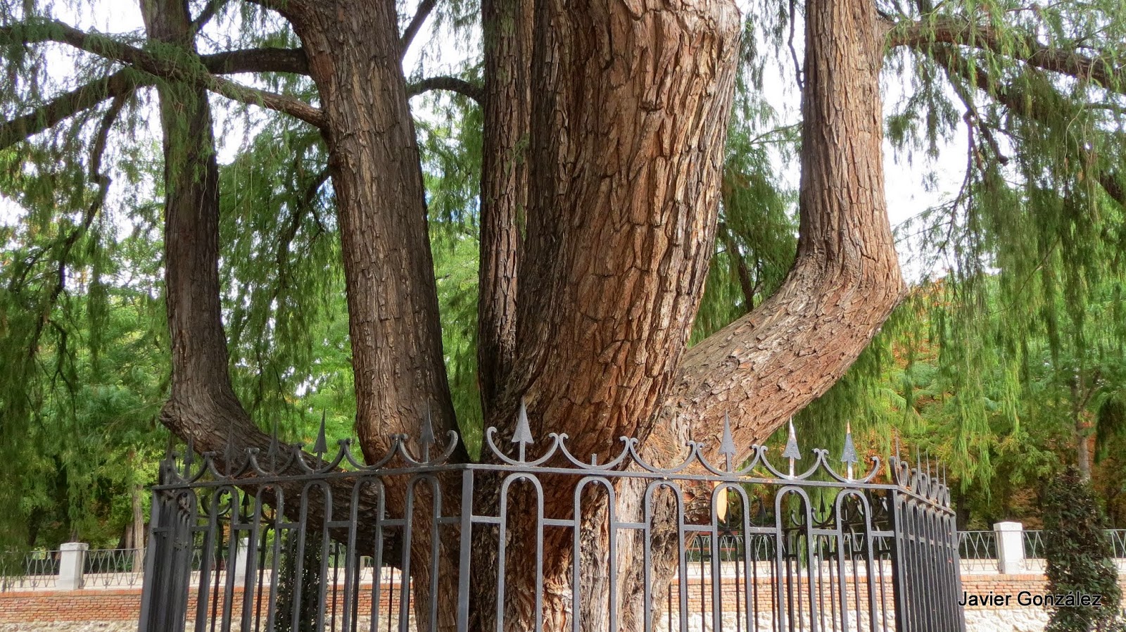 Las imágenes que yo veo: Parque del Retiro. El árbol más antiguo de ...