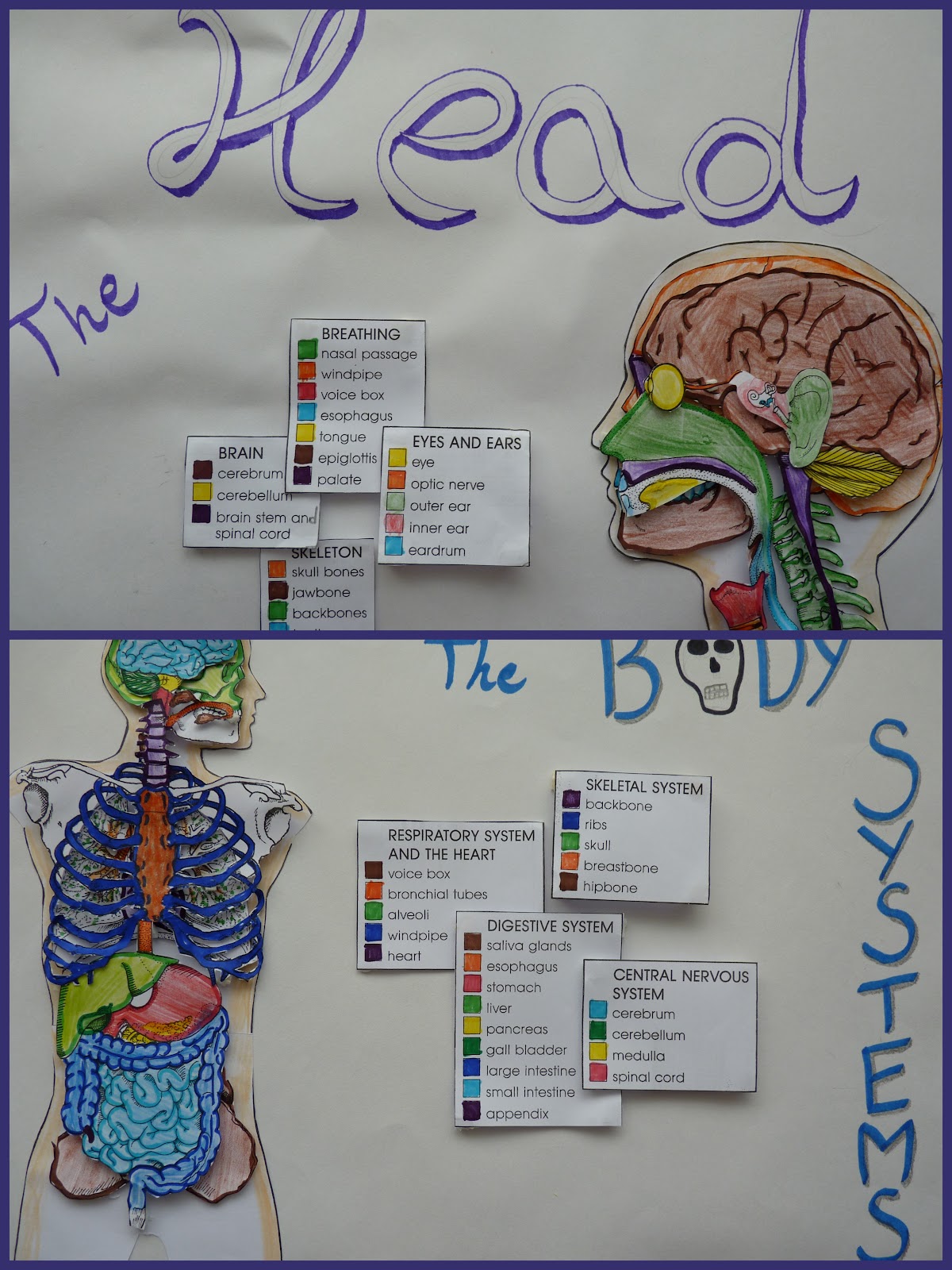 Studying the human body