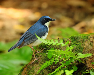 Robin Pekin - (Leiothrix lutea) - Ryan Maigan Birds