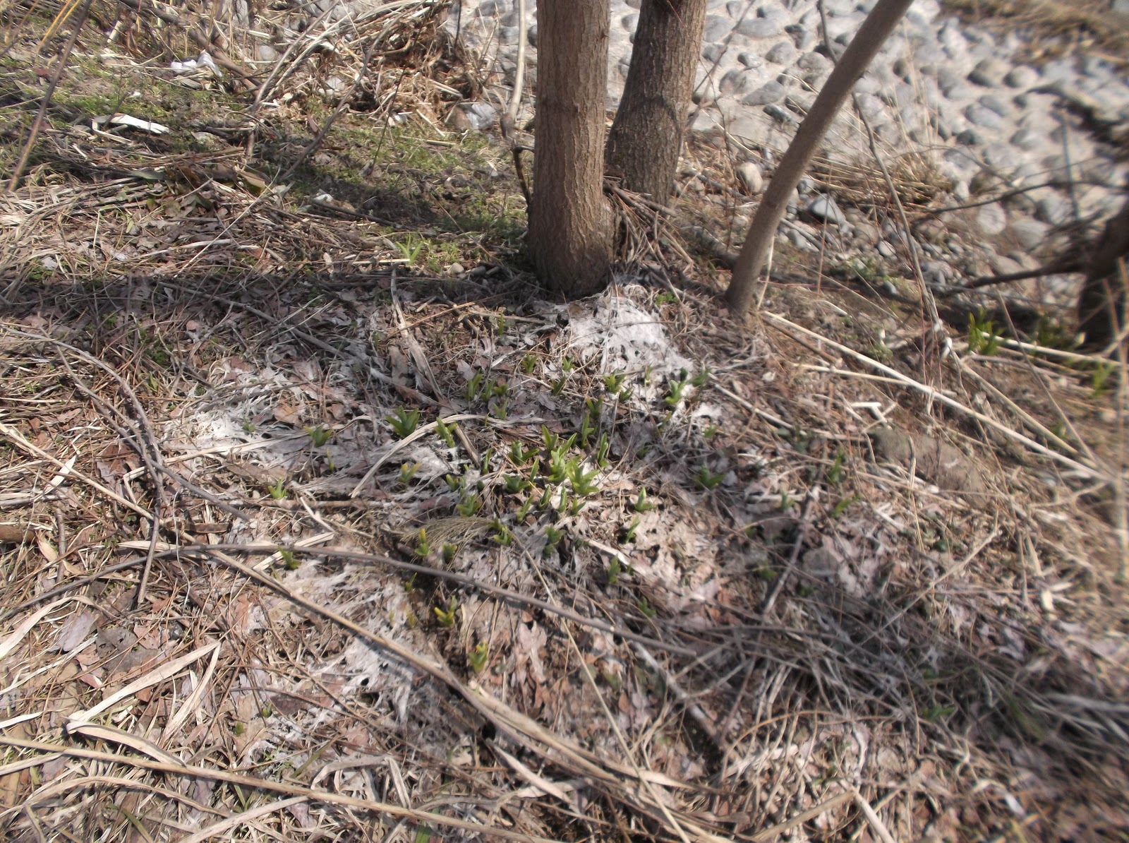 Hiroyuki's Blog on Japanese Cooking: Fukinoto and Yomogi Tempura/フキノトウと ...