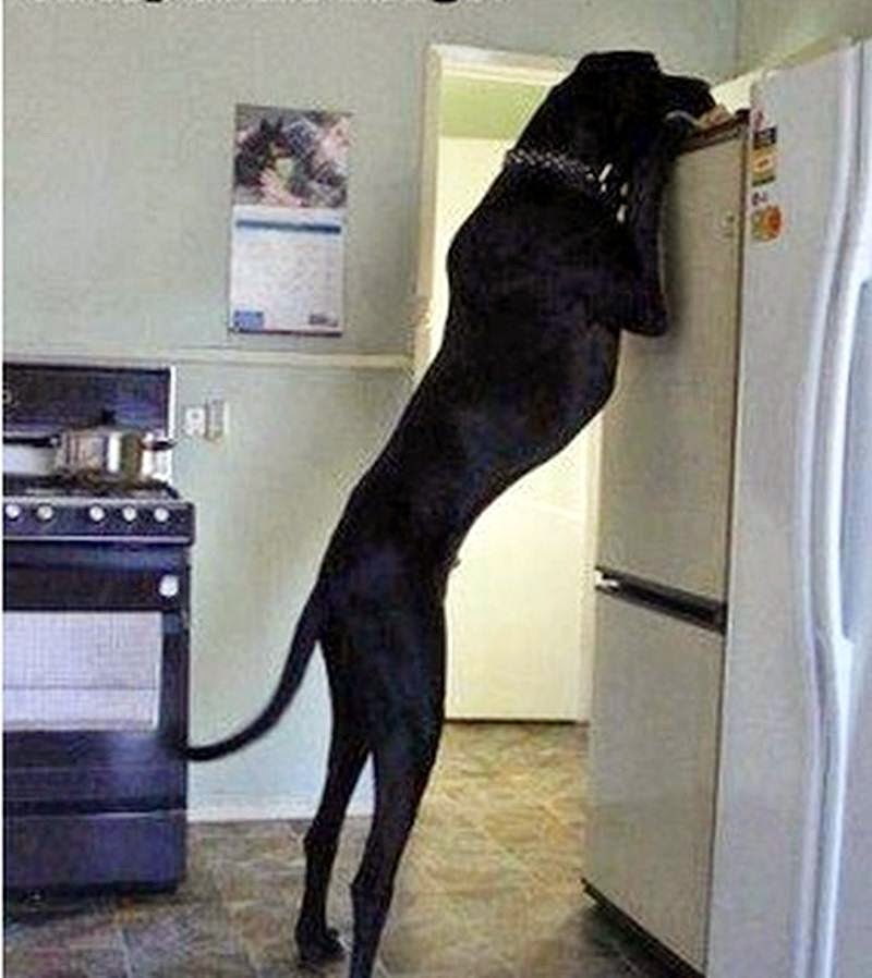 Mail2Day: Collection of 25 Huge Dogs Around the World