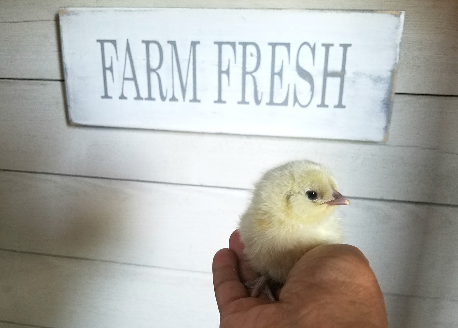 5 Tips for a More Successful Hatch - Fresh Eggs Daily® with Lisa Steele