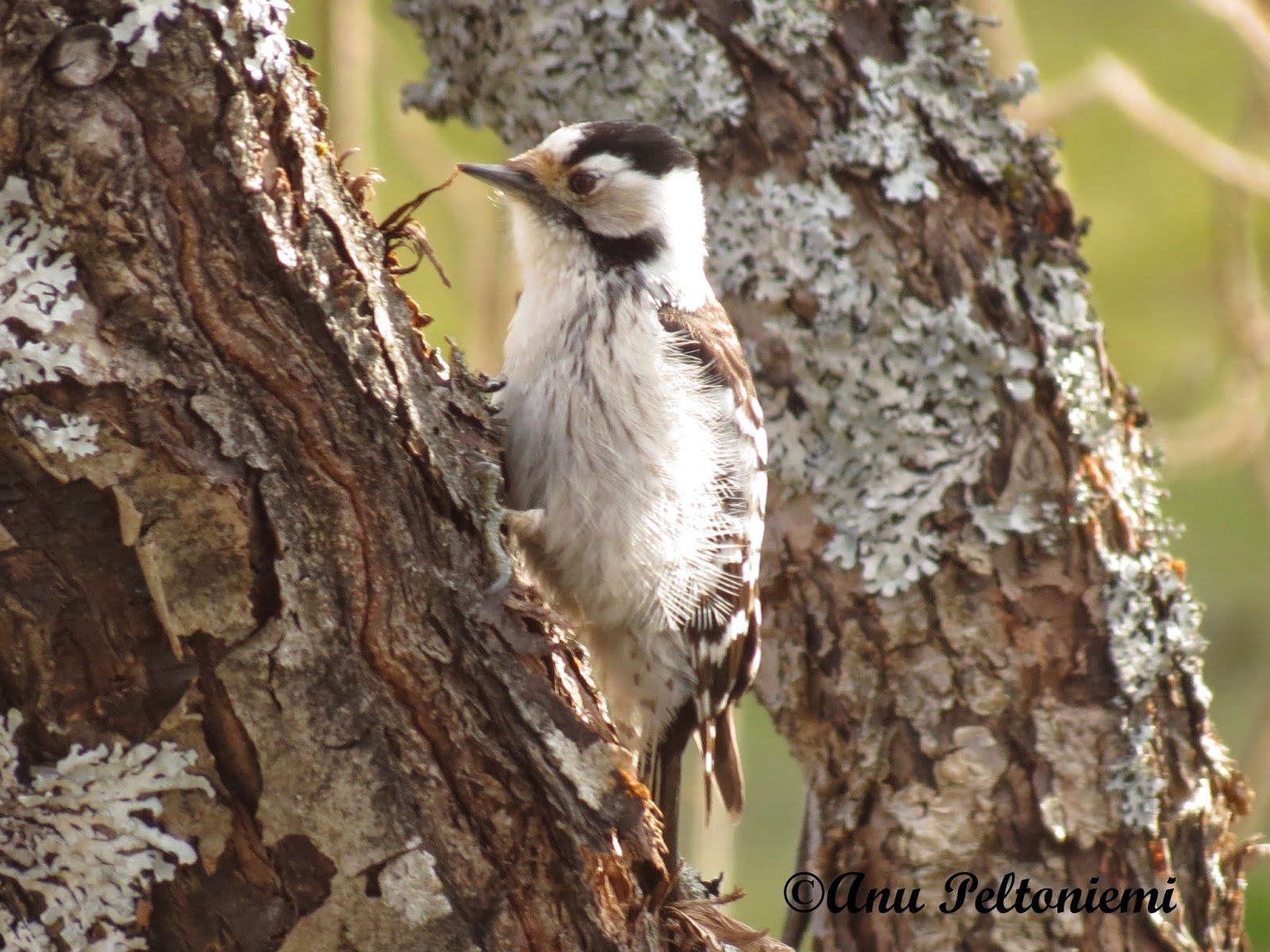 Lintuilua - Birding: Pikkutikka