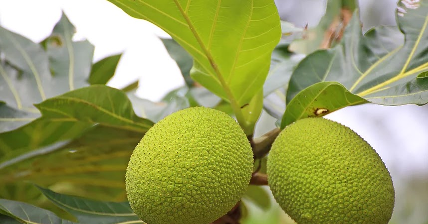 250 Jamaican breadfruit saplings donated to Bahamas! - News24Express