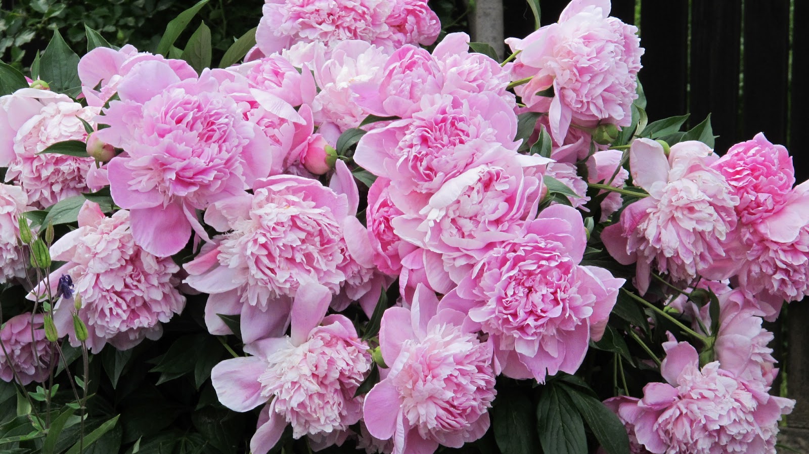 Floarea -bunica: Bujori