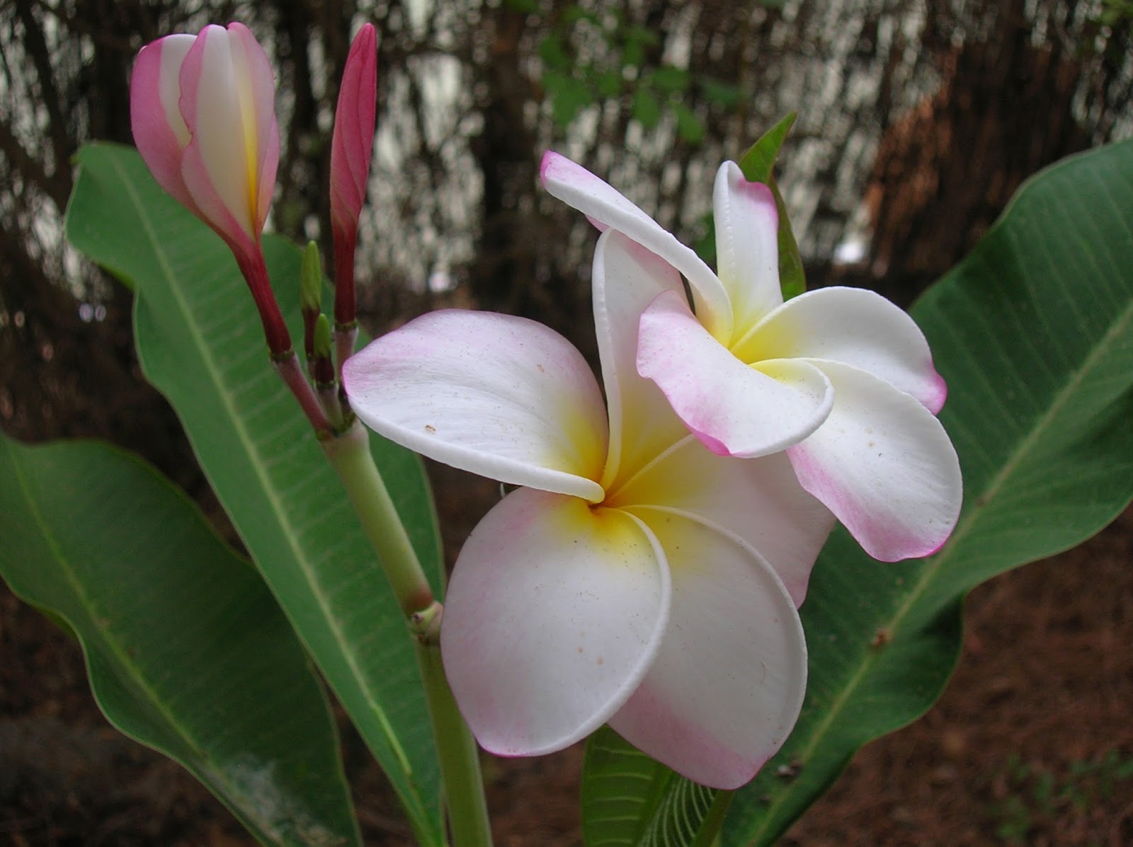 Recregarden: PLUMERIA RUBRA