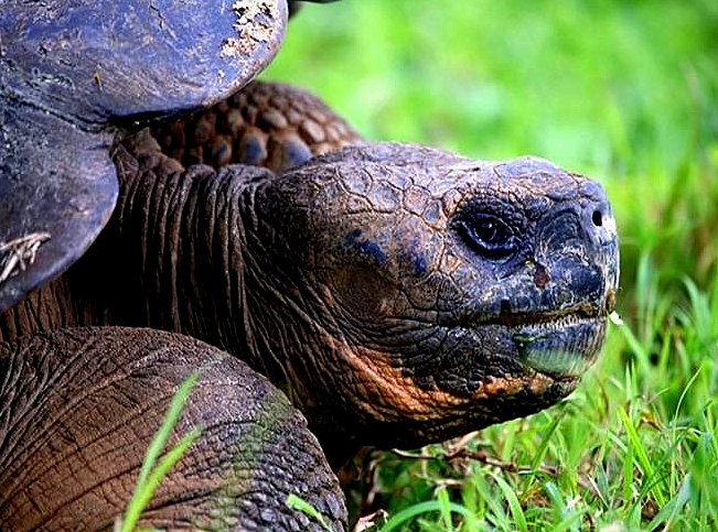 The Flying Tortoise: Lonesome George. The World's Rarest Living ...