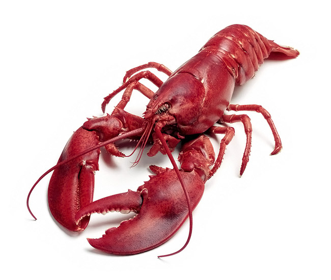 Istakoz nedir ne demektir? Anlamı - Laf Sözlük