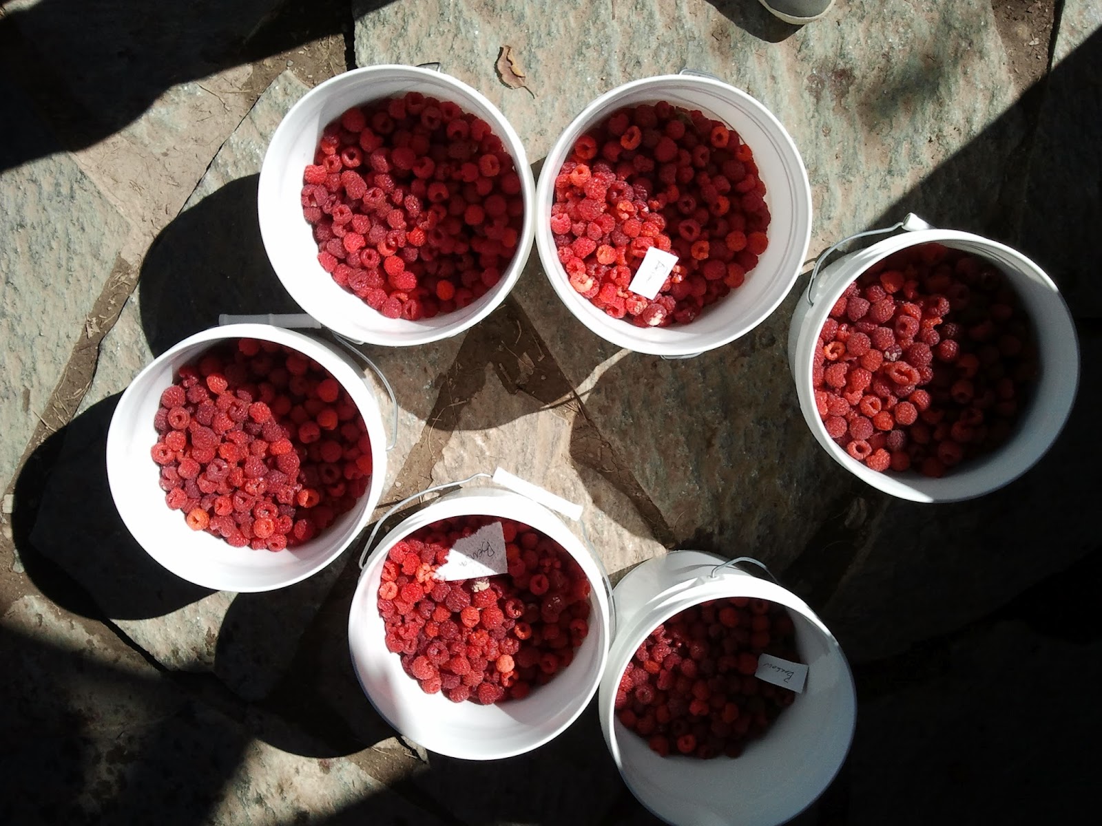 Steph's Travels: Raspberry Picking at McBride Briar Patch
