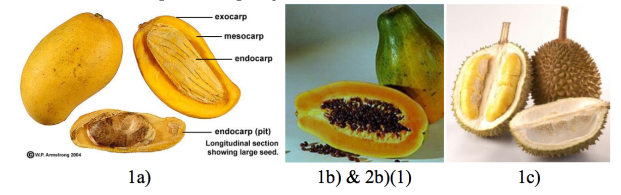 Mahasiswa dan Biologi: MENGENAL BUAH (FRUCTUS)