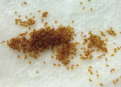 HOW TO GROW LITHOPS FROM SEED |The Garden of Eaden