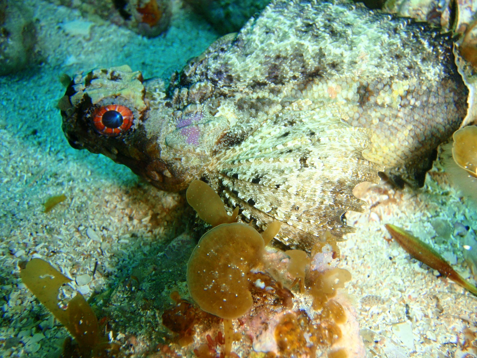 Real Monstrosities: Goblinfish