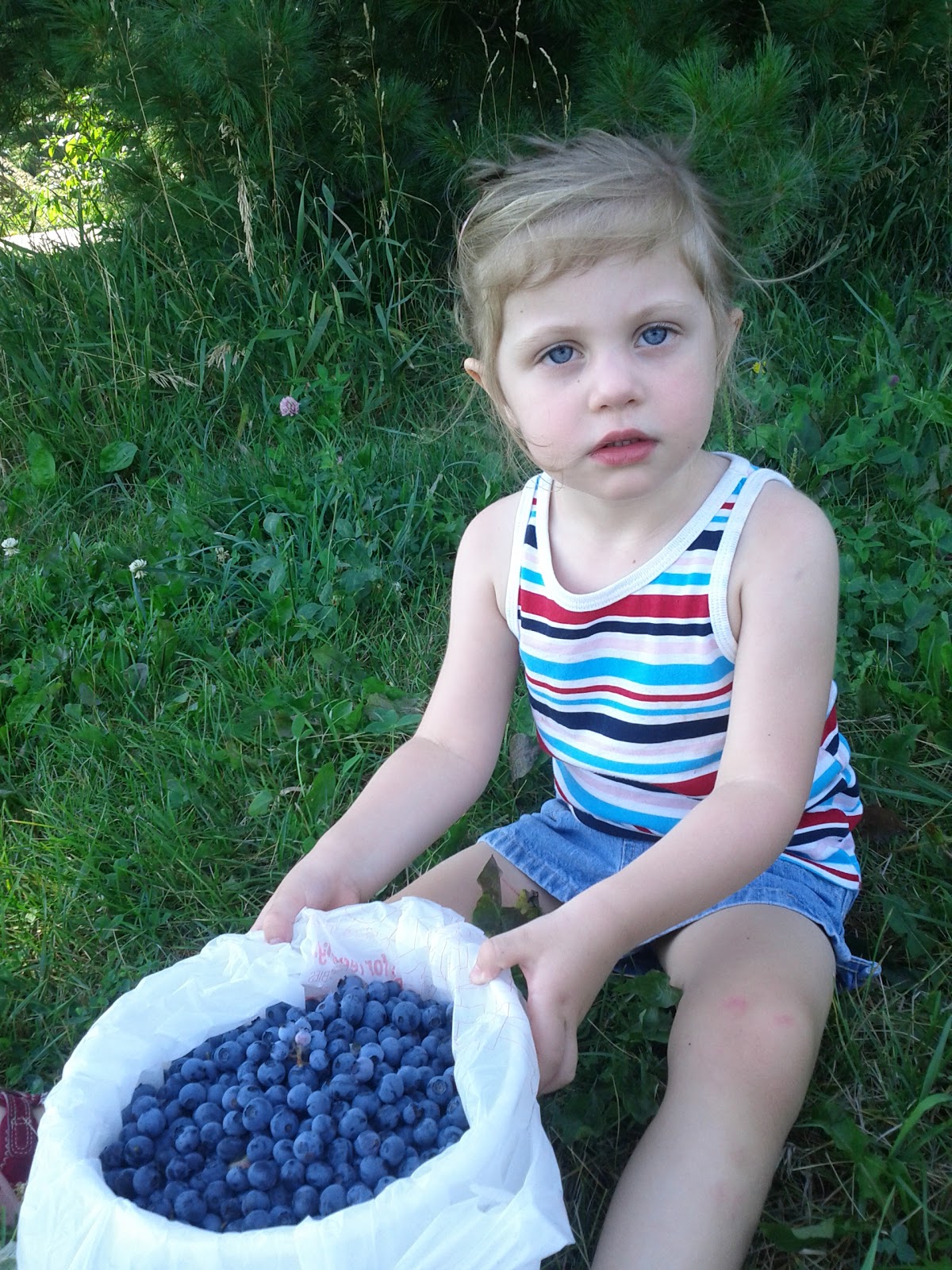 This Mama's blog: blue berry jam