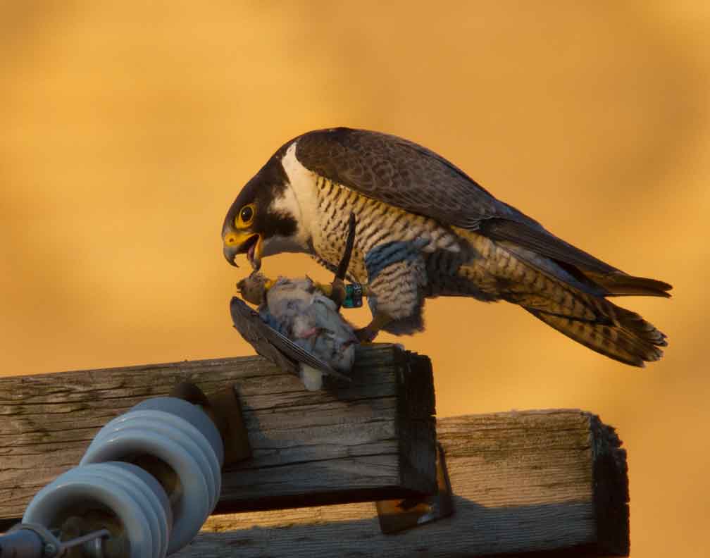 Uptown Update: Falcon Pair Remain At Uptown Theater