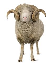 Do you know how many meanings the word Ram has ? - Make Your English Easy