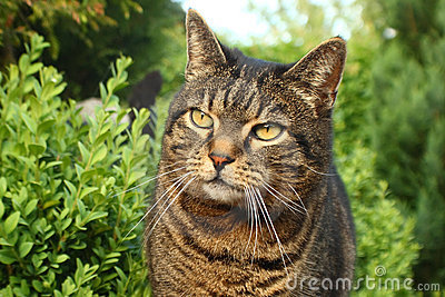 French Vocabulary Illustrated: matou