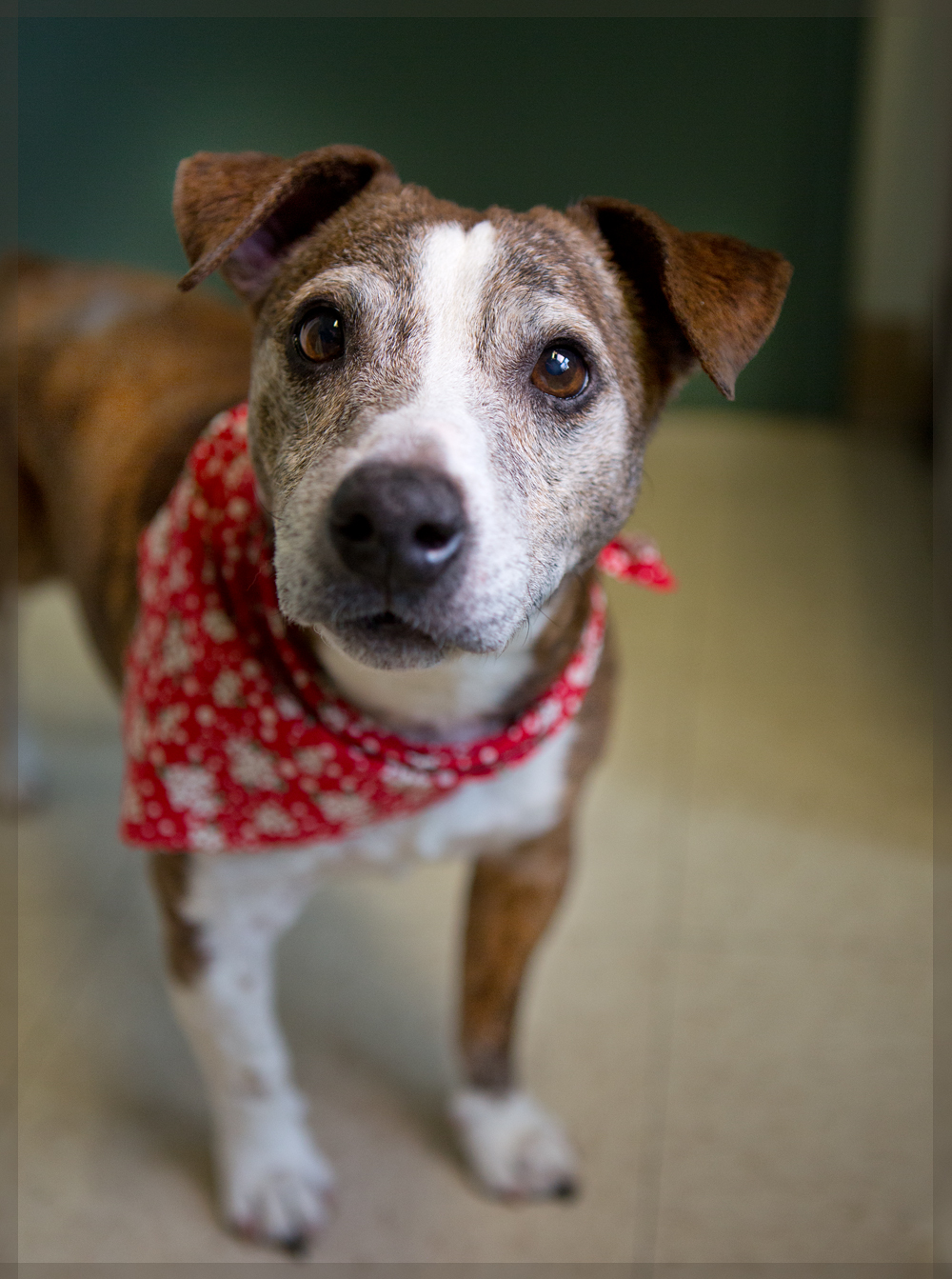 Shelter Dogs of Portland: "RUSTLER" fun Jack Russell Terrier mix