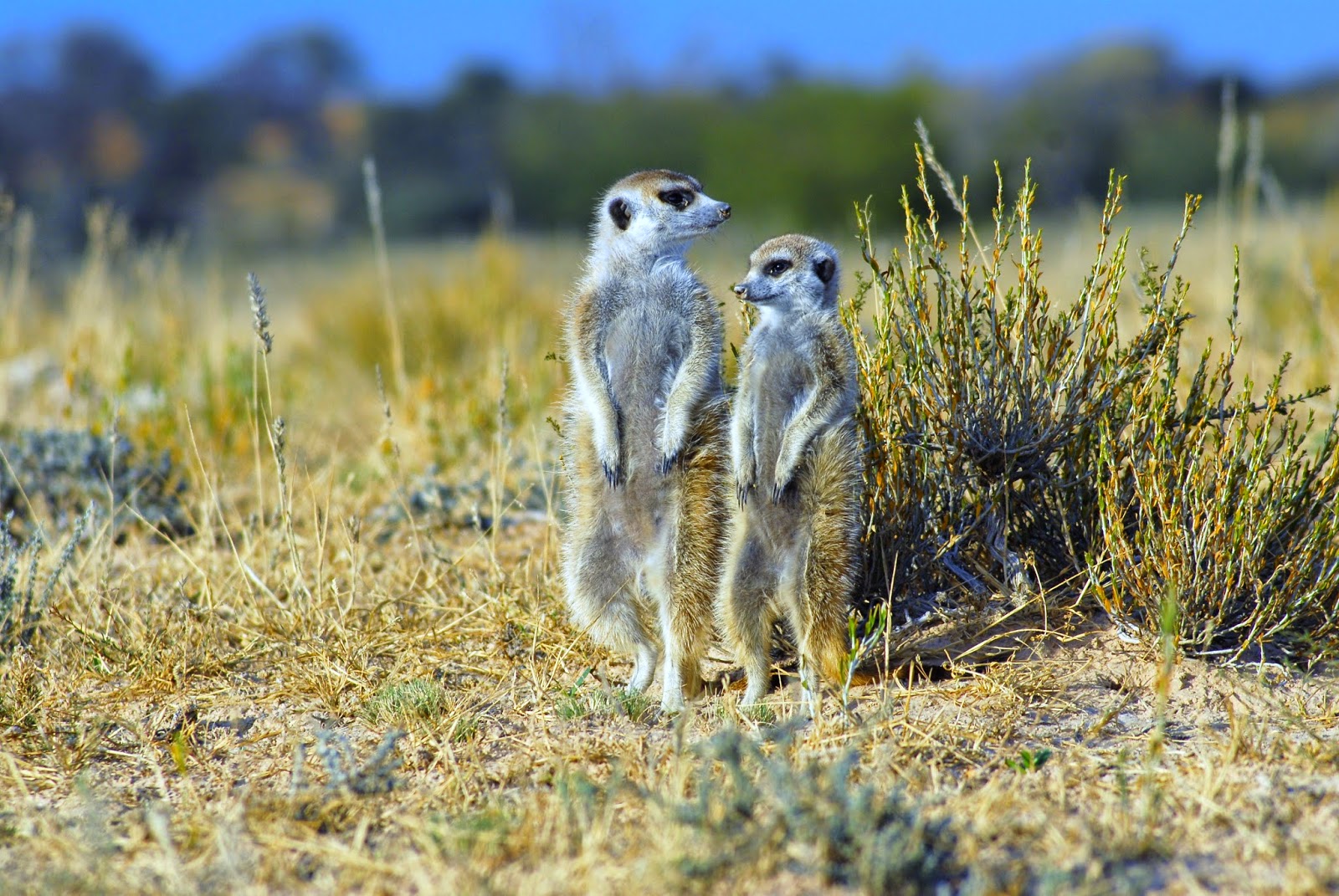 The Great Wildebeest Migration: Meerkats guarding