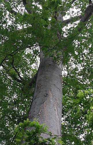 LIGHT OF ATLANTIS ~*~: LOA EXCLUSIVE FEATURE - MAGICAL WOOD OF SOUTH ...