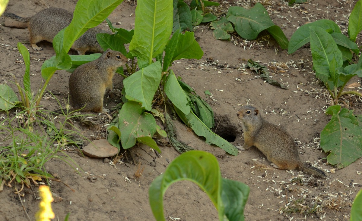 Woods Walks and Wildlife: The Big Move