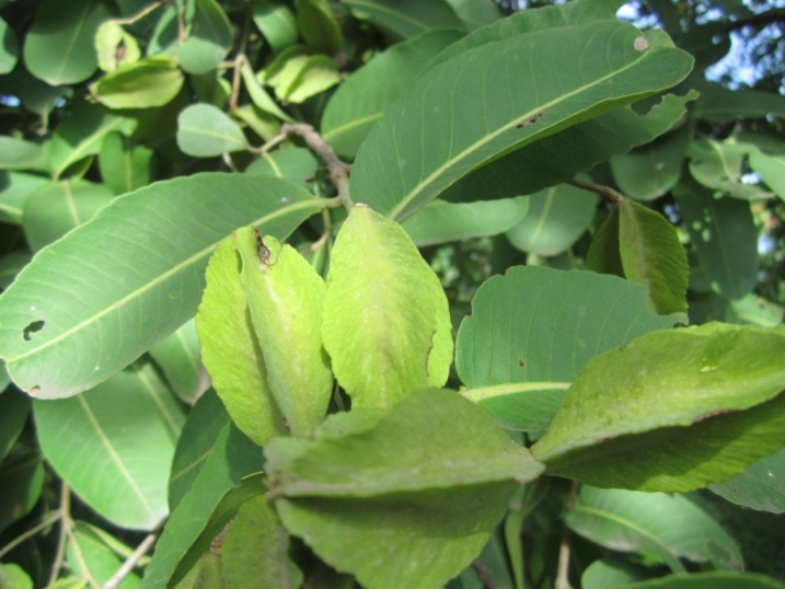 Trees of Nanmangalam Forest (Kanchipuram - Tamil Nadu) | My Travelogue ...