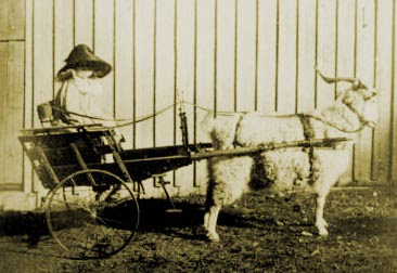Tales from Colonial Queensland: Suburban Goats at Large