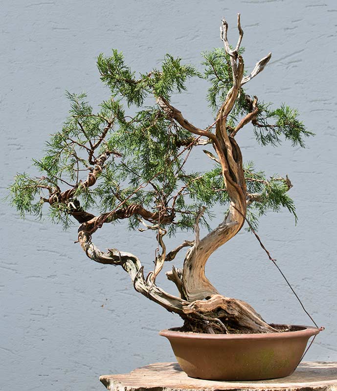 Walter Pall Bonsai Adventures: very nice old sabina juniper available