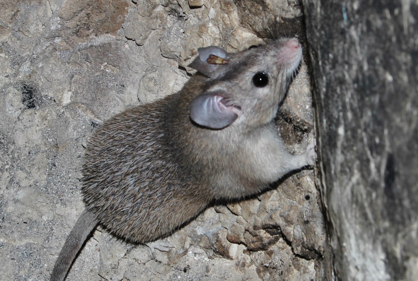 Biodiversity of Cyprus by NGO Protection of the Natural Heritage and ...