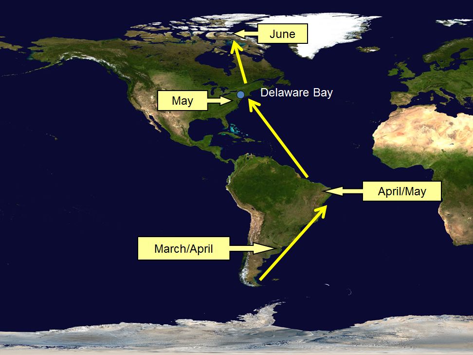 BTO Bird Ringing - 'Demog Blog': June 2015