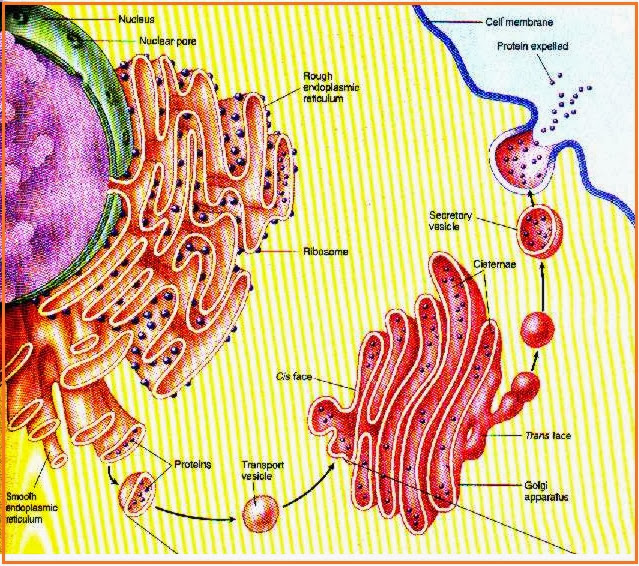 DIKTIOSOM - BADAN GOLGI - Biology Page