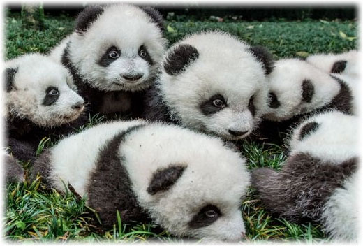 Jornal do Pet: Porque os pandas são preto e branco?