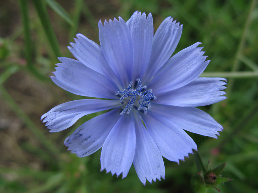 Flores y Palabras: Y más achicoria