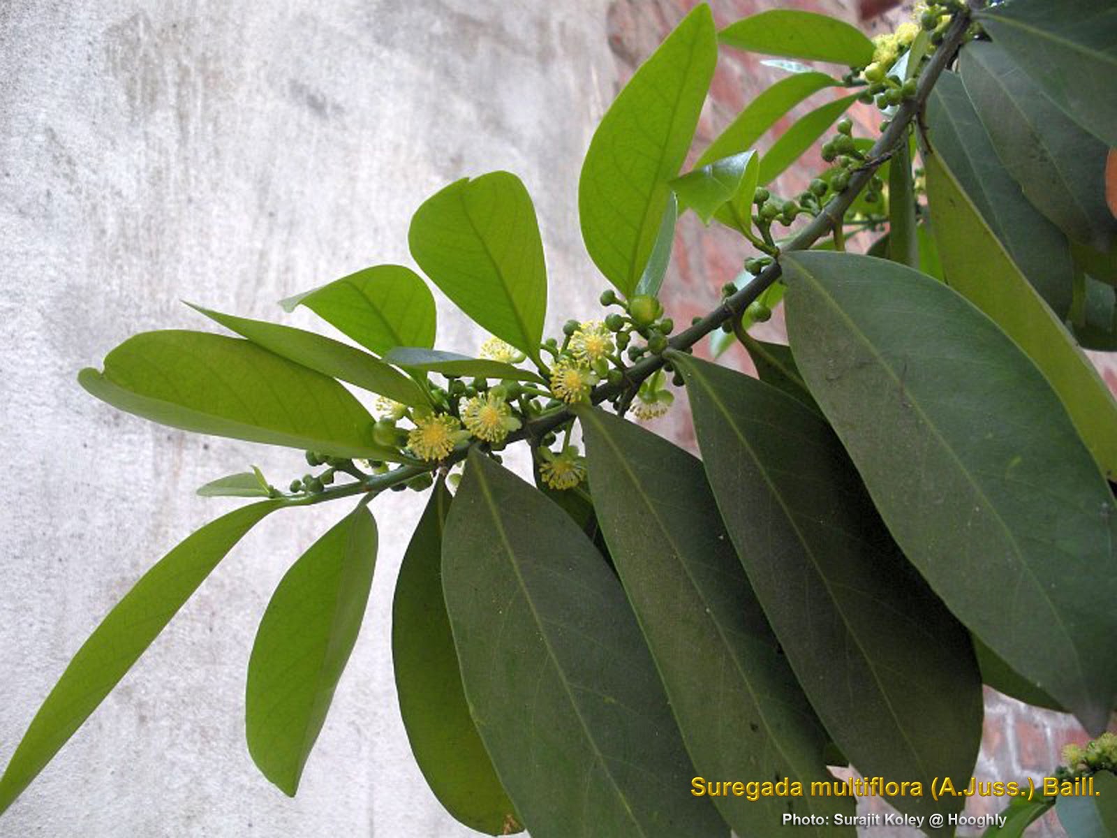 Medicinal Plants: Suregada_multiflora False_Lime Limau_Hantu Ban ...