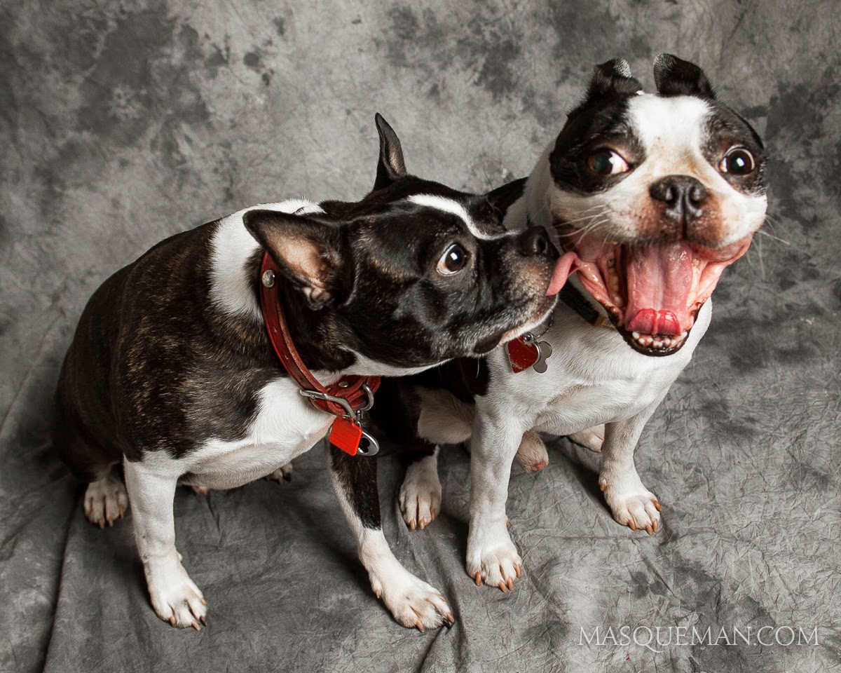 The Dog With Aerodynamic Ears ~ Masqueman Photography and Design ...