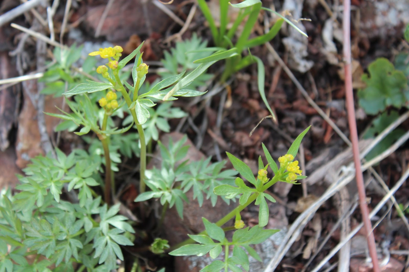 Jefferson County Colorado Wildflowers