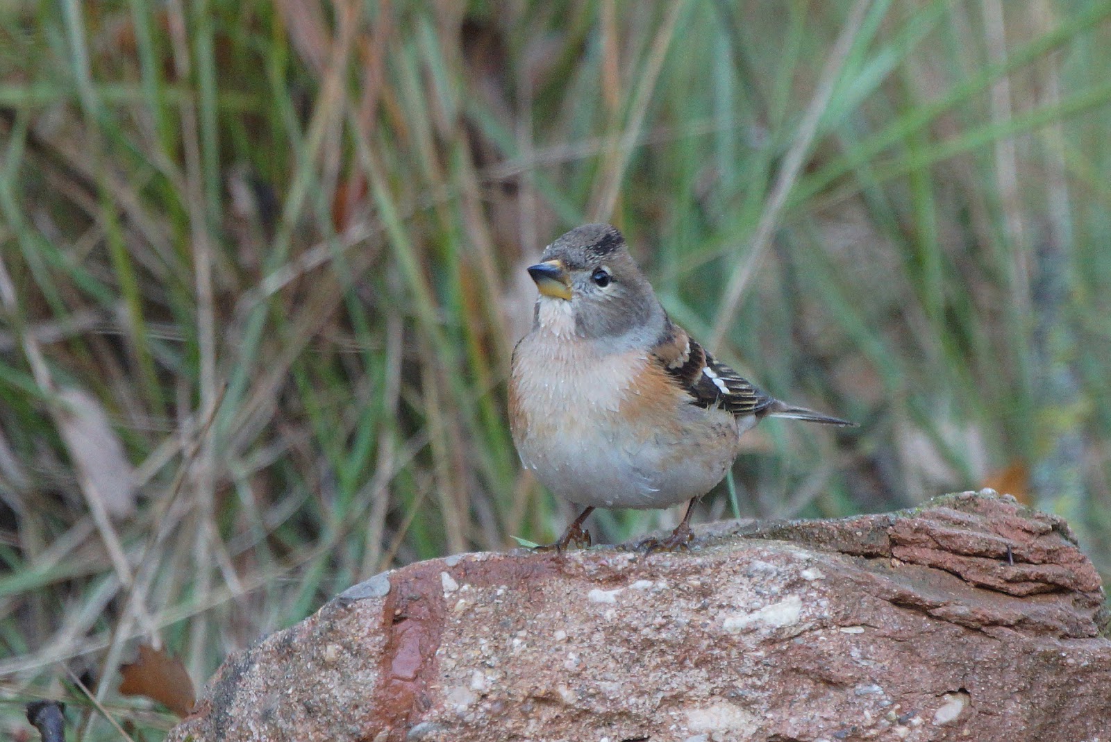 Pinzón real.(Fringilla montifringilla) | Hot HD Wallpapers