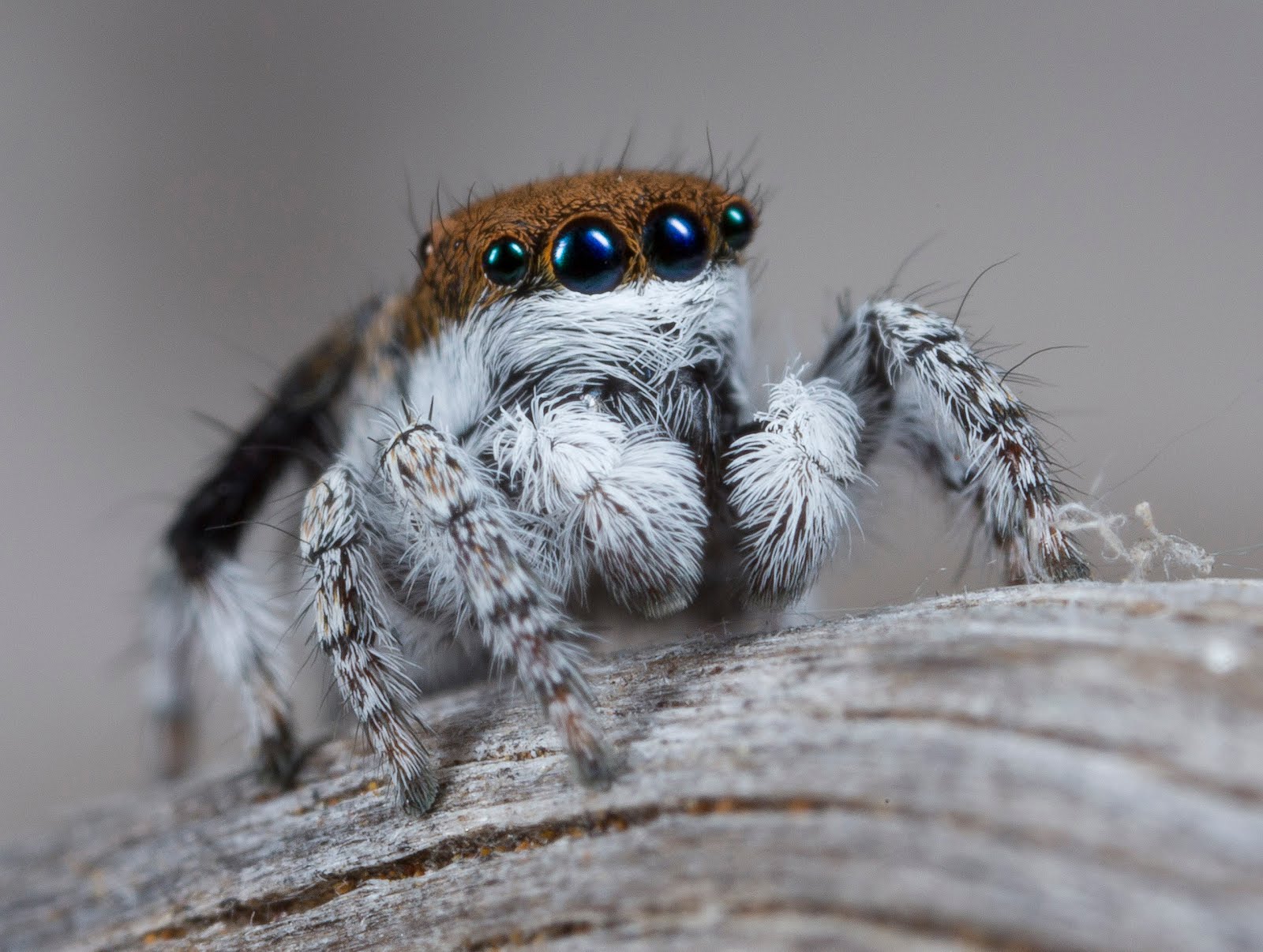 Species New to Science: [Invertebrate • 2016] Seven New Peacock Spiders ...