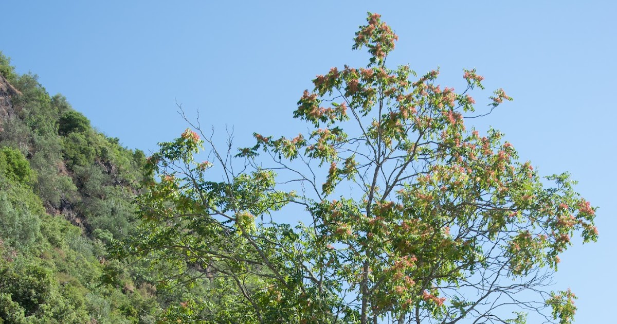 Desde Alájar: Ailanto