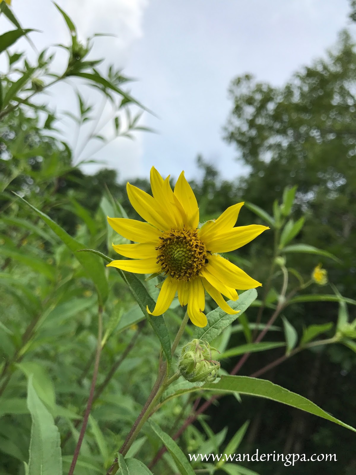 Wandering PA: Summer Wildflowers of the Jennings Environmental ...